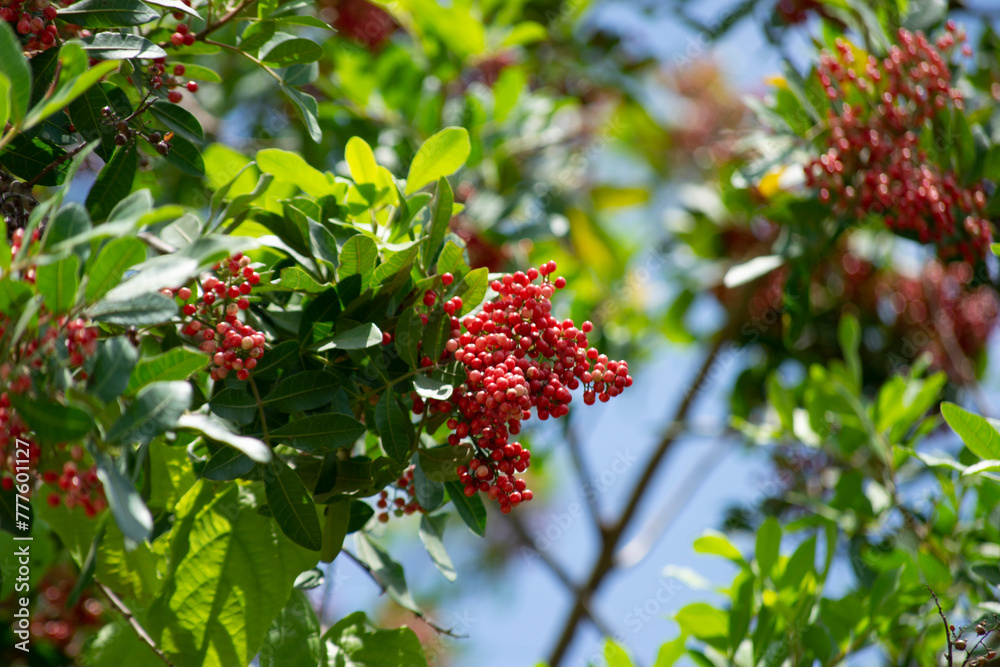 The Aroeira or mastic tree (Schinus terebinthifolia) and its pink ...