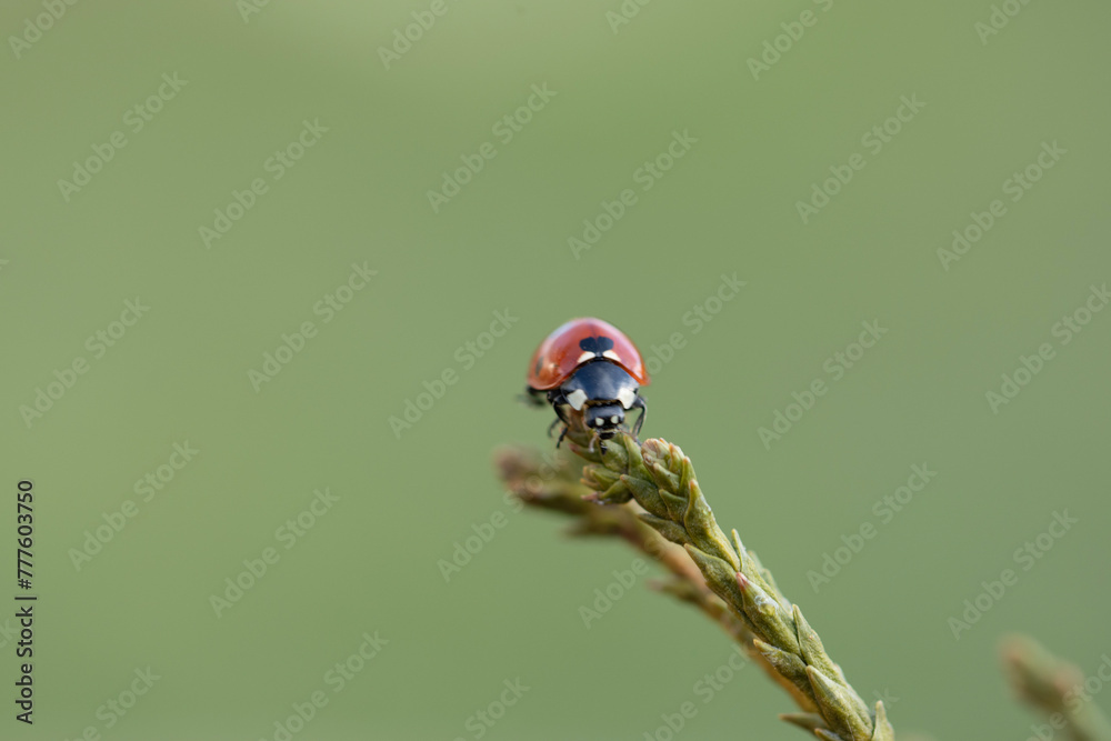 The seven-spotted ladybug, adorned with its red elytra adorned with ...