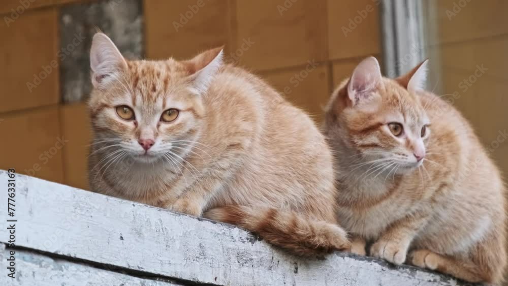 Twin ginger cats mirror each other's posture as they perch on an urban ...