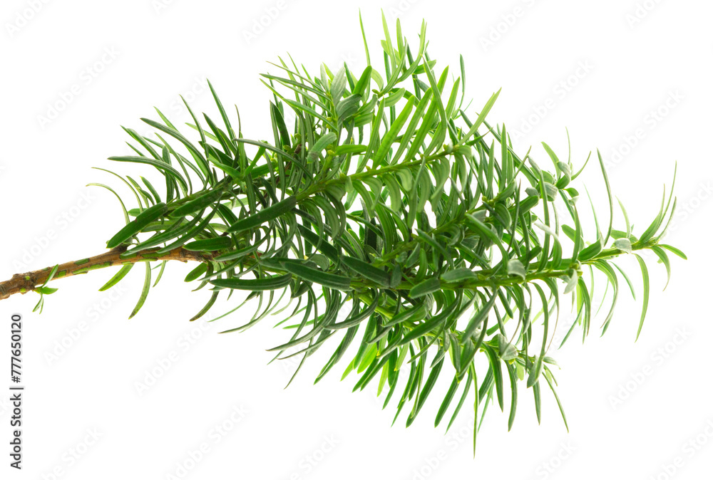 Yew. Bright young branches of a green bush close-up. Yew branches with ...