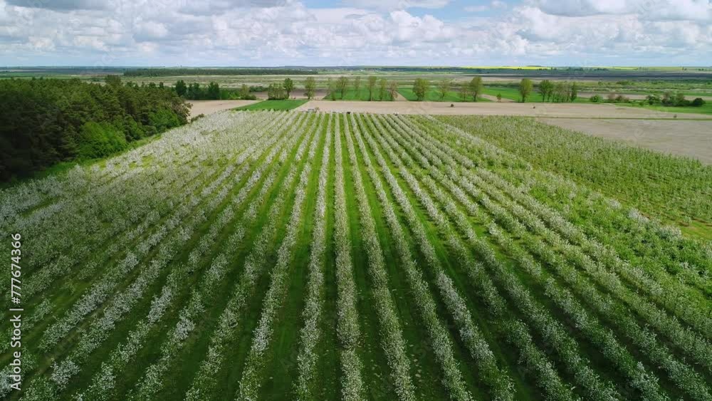 Cultivation of apple trees. Aerial view of a field with blossoming ...