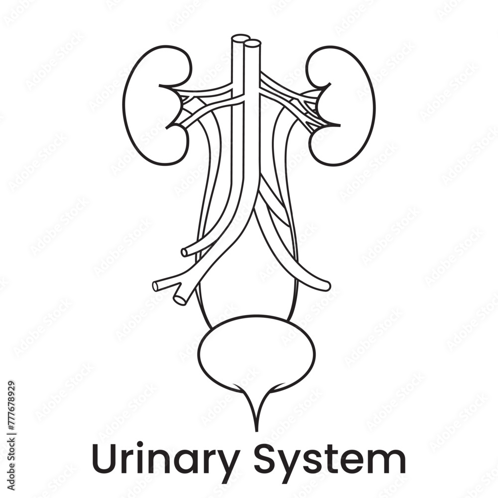 Urinary system silhouette on white background. Anatomy of the human ...