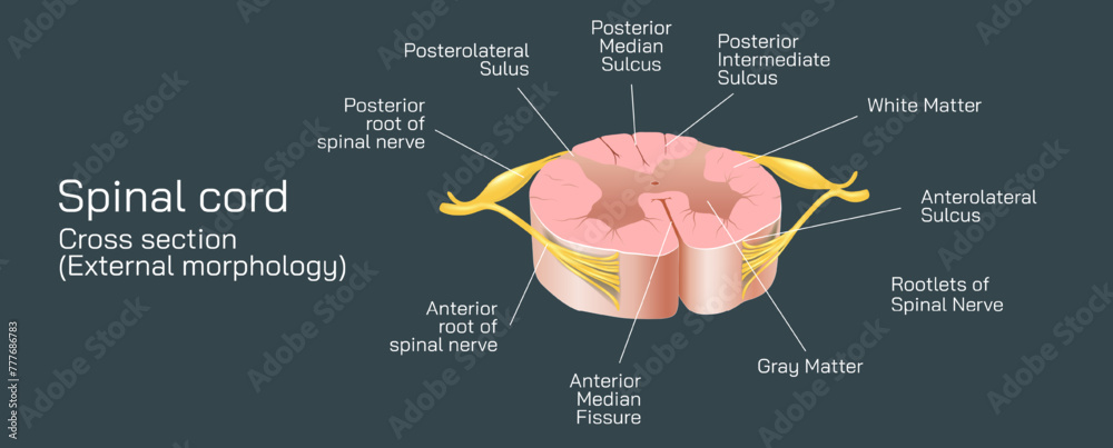 The central nervous system is made up of the brain and spinal cord ...