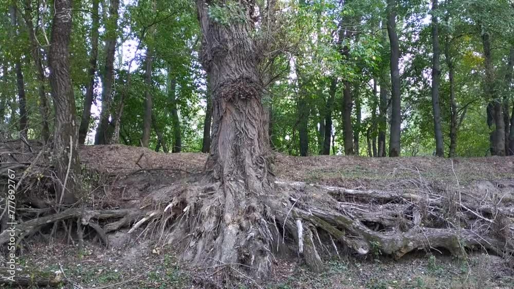 large,long roots of an old tree grew out of the ground. beauty in ...