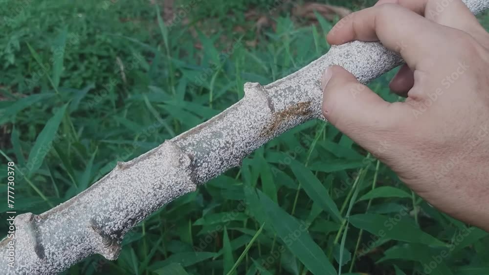 Cassava plant pests. A farmer points to a cassava tree that is attacked ...