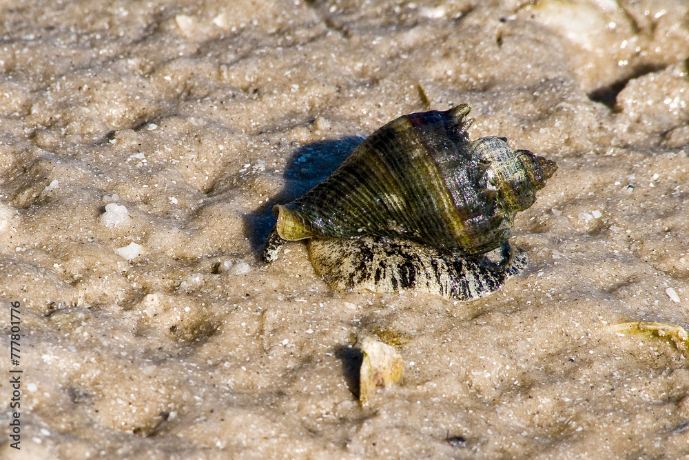 Melongena corona, the Florida crown conch, on a sandy wet shore. Close ...