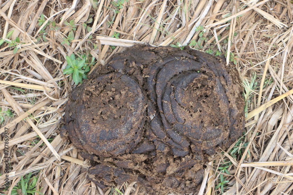 Heap of big Cow dung on the ground, Cow dung can be used to make ...