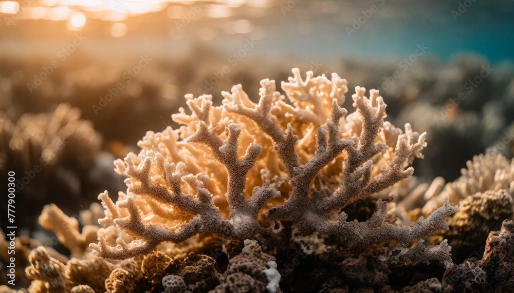 coral reef macro texture abstract marine ecosystem background on a ...