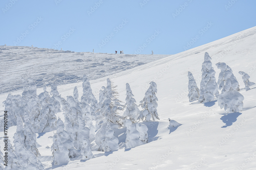 Beautiful Frozen Forest Covered With Powder Snow As Snow Monsters At ...