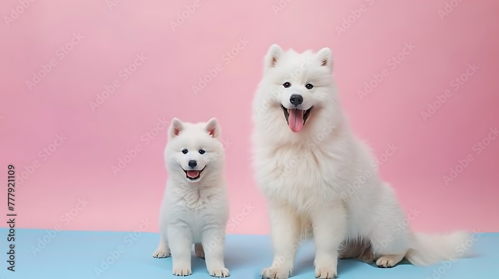 female Samoyed smiles for the camera while her pup grows a bit ...