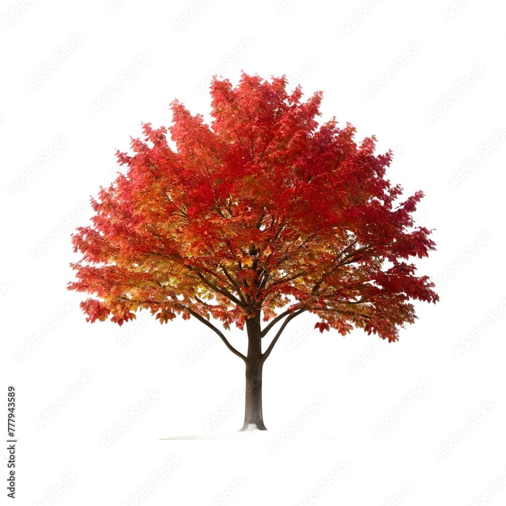 Isolated Freeman Maple Tree on a transparent background, PNG format ...