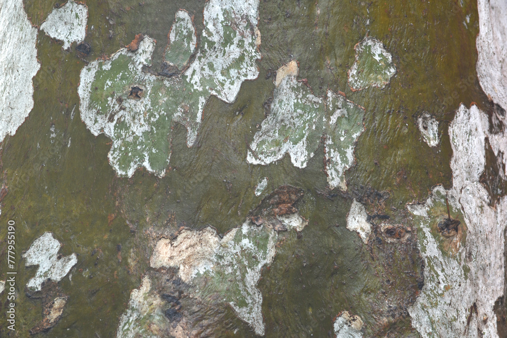 Eucalyptus tree bark texture, Bark of eucalyptus tree, seamless texture ...