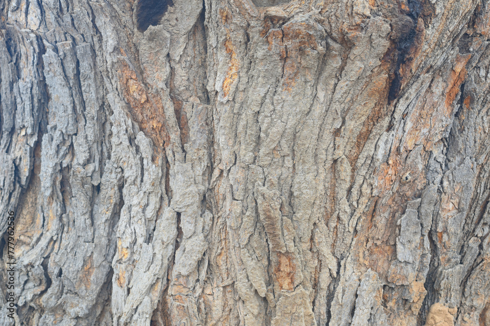 Old tree texture. Bark pattern, For background wood work, Bark of brown ...