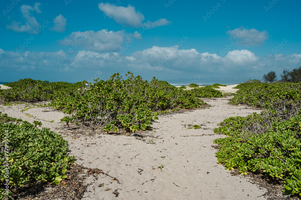 Scaevola taccada, also known as beach cabbage, sea lettuce, or beach naupaka, is a flowering ...