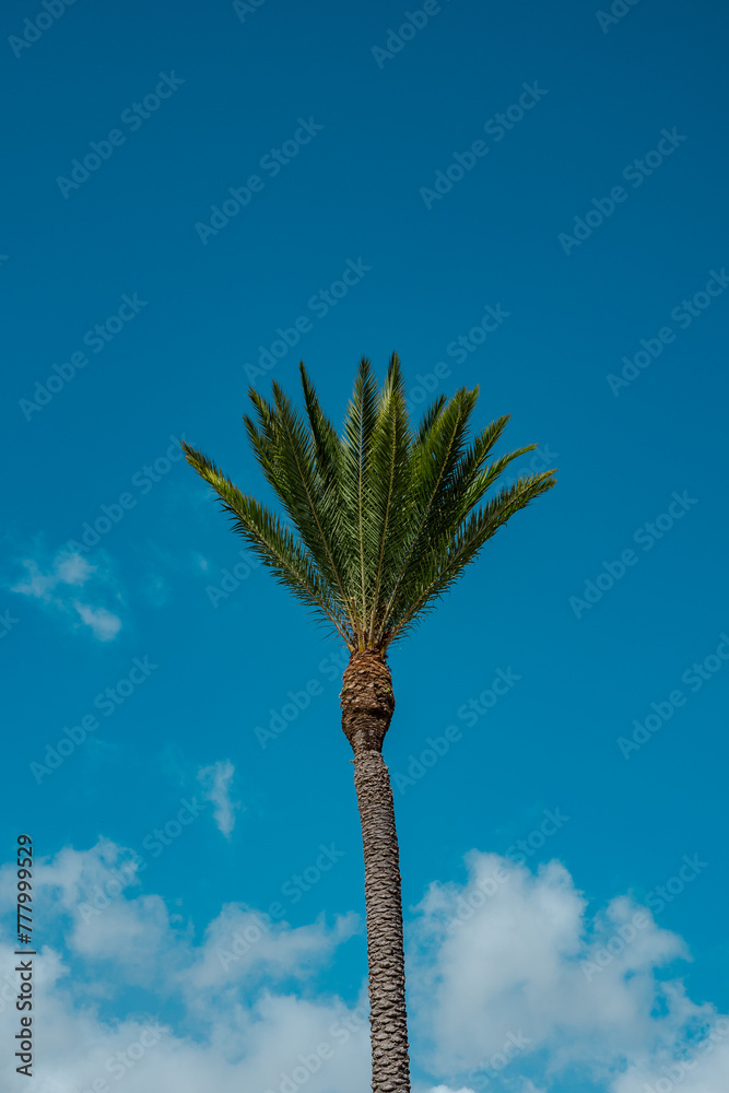 Phoenix sylvestris, silver date palm, Indian date, sugar date palm or ...