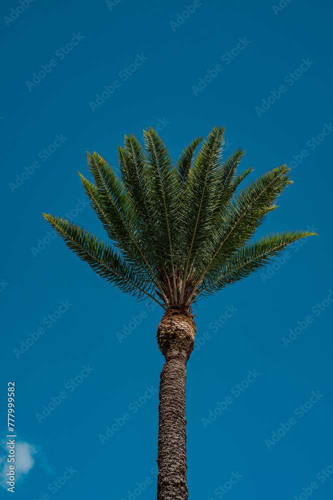 Phoenix sylvestris, silver date palm, Indian date, sugar date palm or ...
