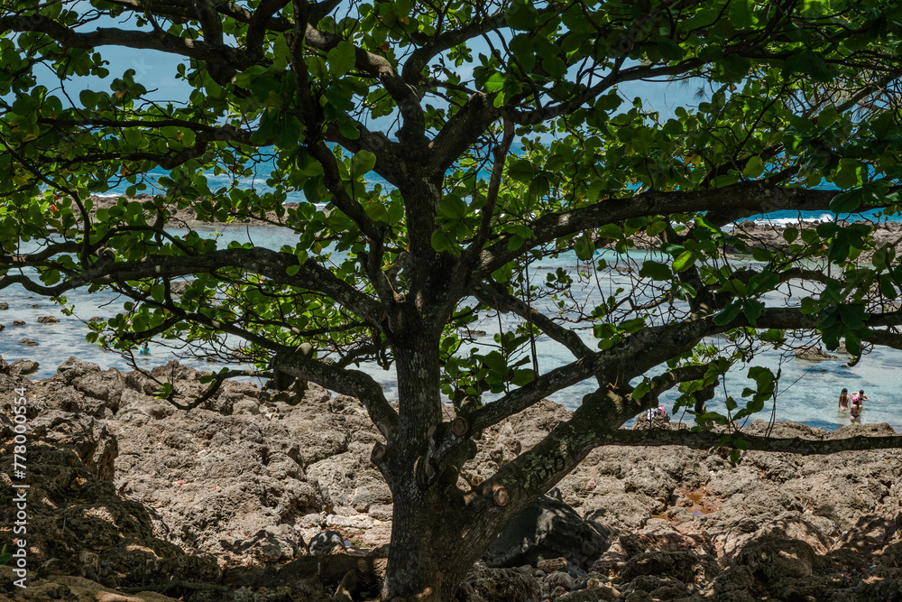 Shark’s Cove Oahu Hawaii. Terminalia catappa is a large tropical tree ...