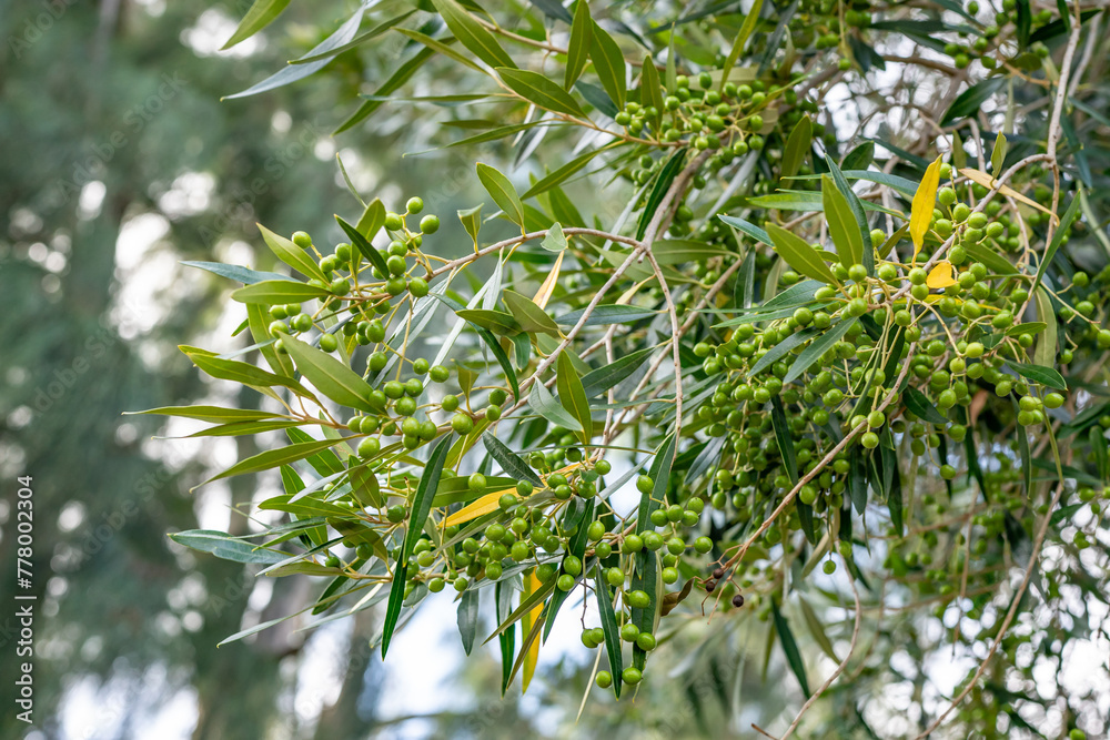 The olive, Olea europaea, meaning 'European olive', family Oleaceae ...