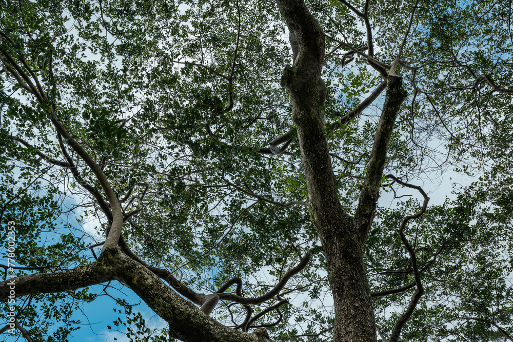 Pterocarpus tinctorius，Pterocarpus is a pantropical genus of trees in ...