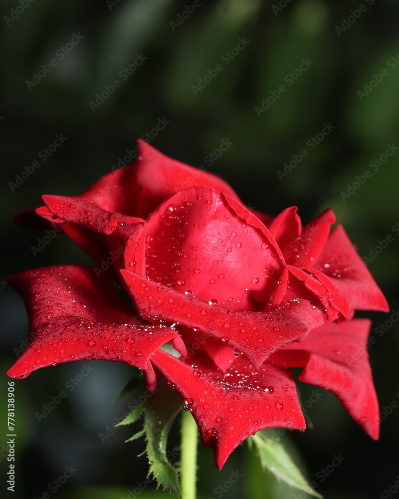 Most beautiful Rose with water drops. Pink rose closeup. A red rose ...