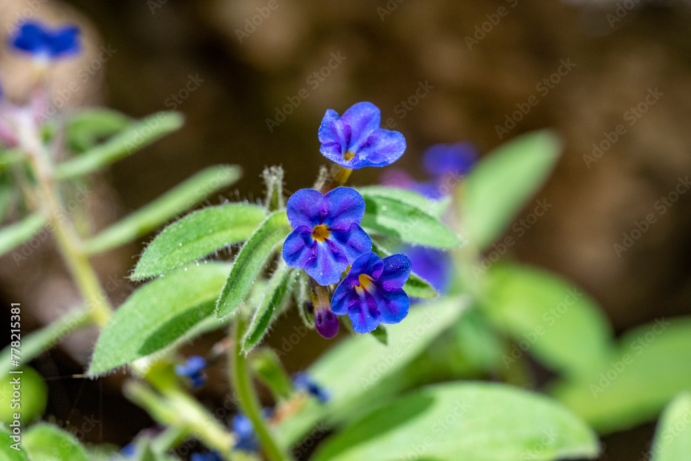 Pulmonaria, lungwort flowers of different shades of violet in one ...