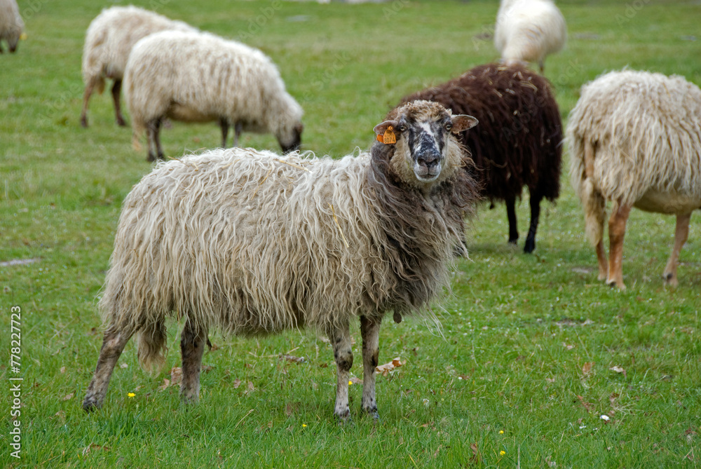 Mouton, race Landaise, Eco musée de Marquéze; Parc naturel des Landes ...