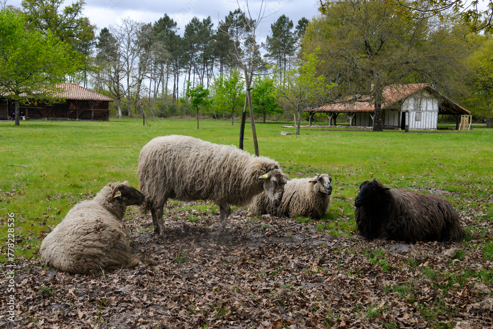 Mouton, race Landaise, maison landaise, Eco musée de Marquéze; Parc ...