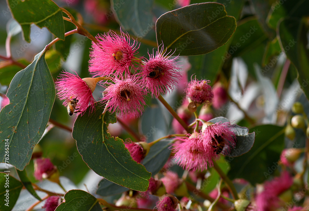 Bees on pink blossoms of the Australian native Mugga or Red Ironbark ...