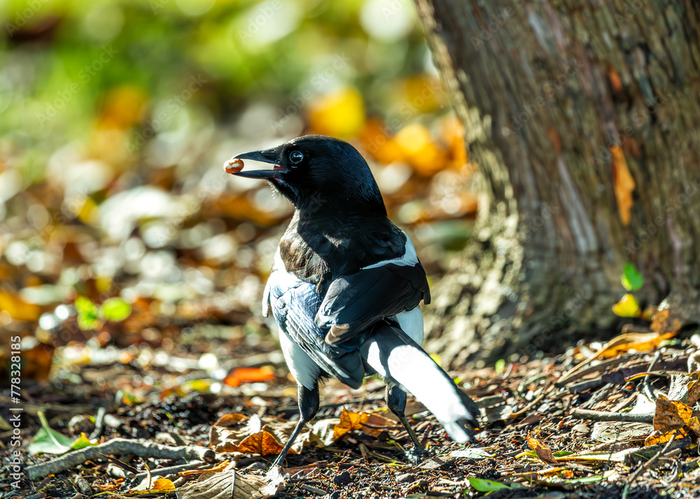 Poster Magpie (Pica pica) - Europe, Asia & parts of North Africa ...