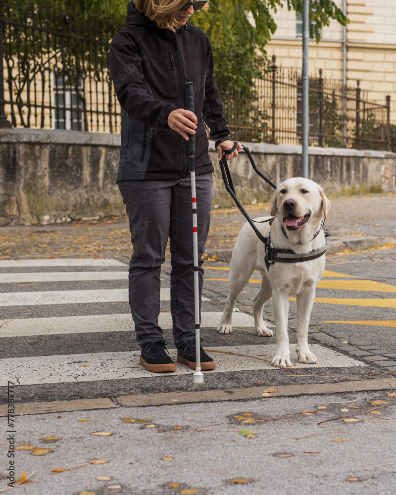 Guide dog helping a visually impaired woman to cross the street at the ...