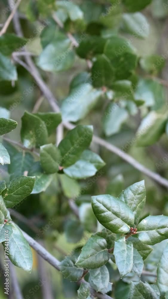 Smooth Coast Live Oak Quercus Agrifolia Variety Agrifolia A Gorgeous Native Monoecious Tree