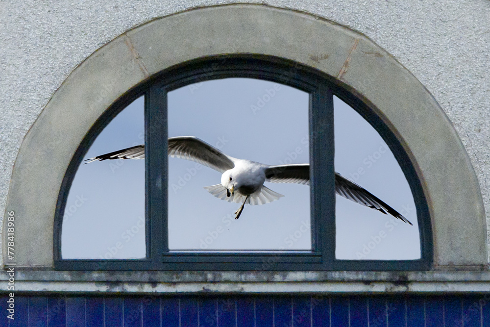 Reflection of a seagull in the window. Species of breeding gulls the ...
