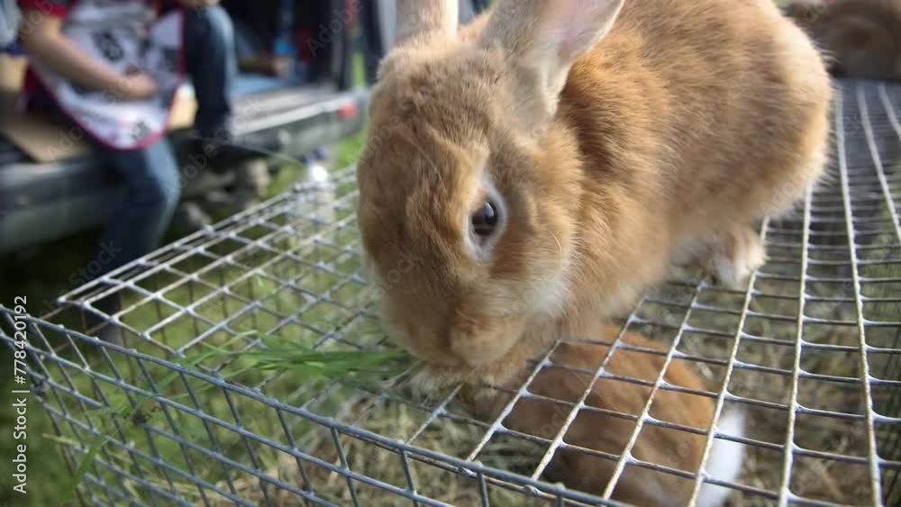 Two Brown Rabbits on a Cage Eating Grass and Walking Around. The ...