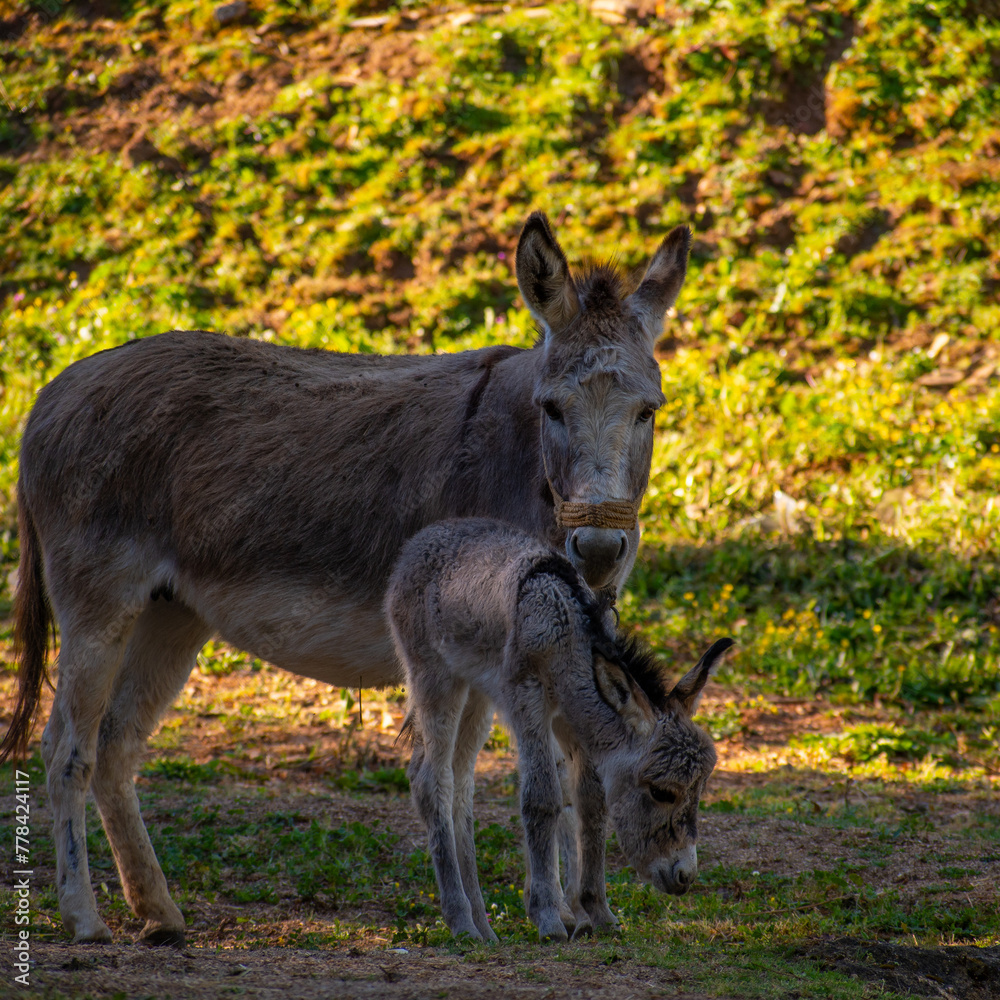 A young cute donkey foal stands along side its mum in a paddock. Stock ...