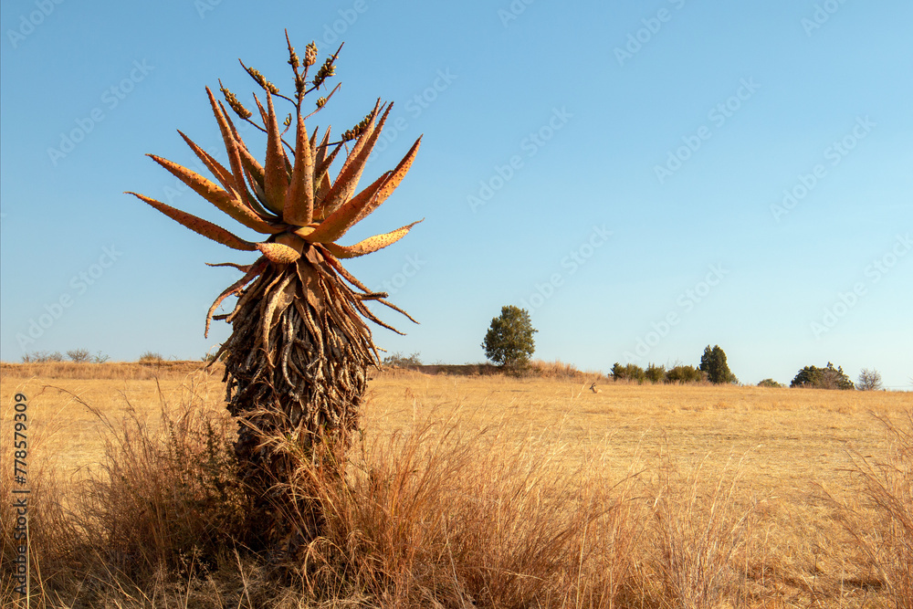 Aloe Vera tree growing wild in desert landscape in South Africa RSA ...