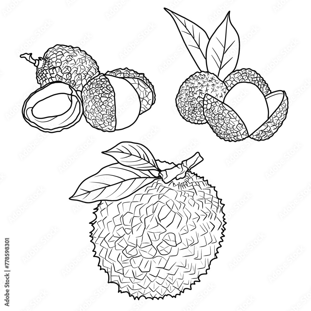 Vector drawing Illustration Hand drawn ink sketch of Lychee Fruit, Half ...