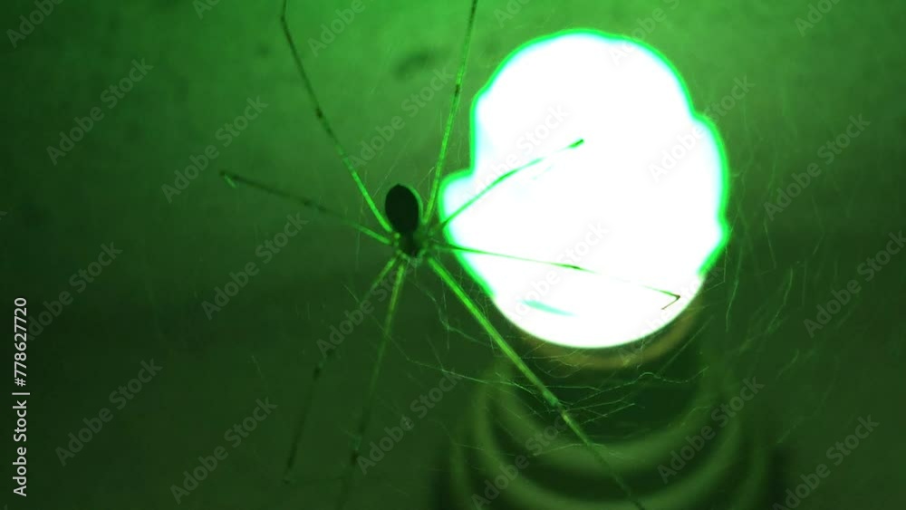 Cellar spider at night. Spider has built its nest in front of night ...