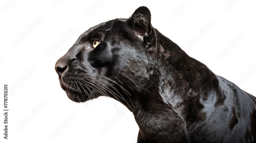 Black panther, angles and view portrait side back head shot isolated on ...