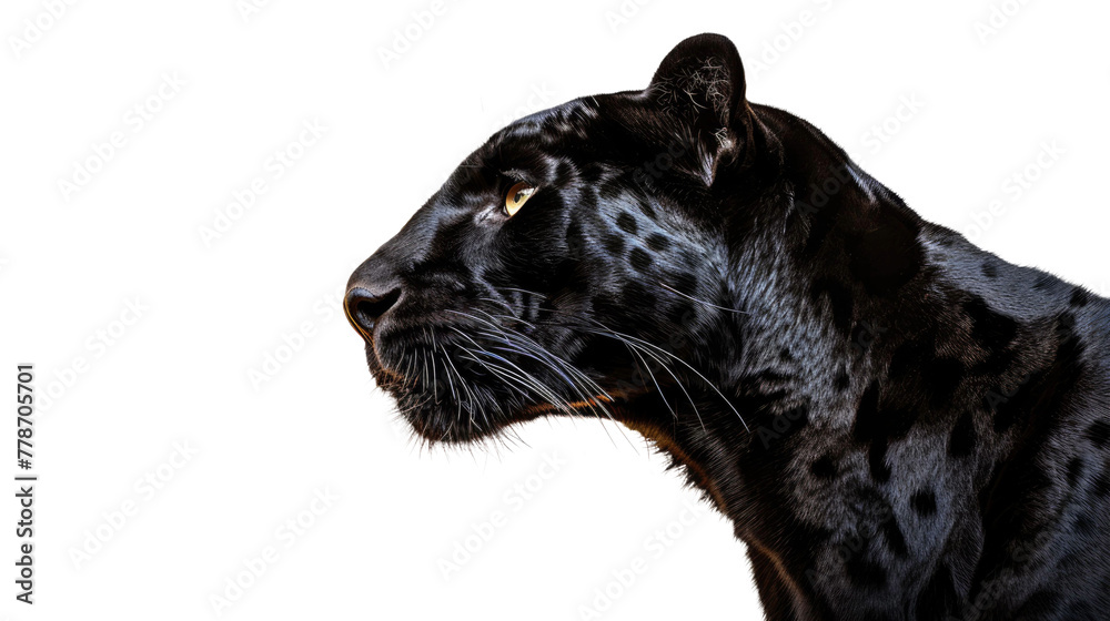 Black panther, angles and view portrait side back head shot isolated on ...