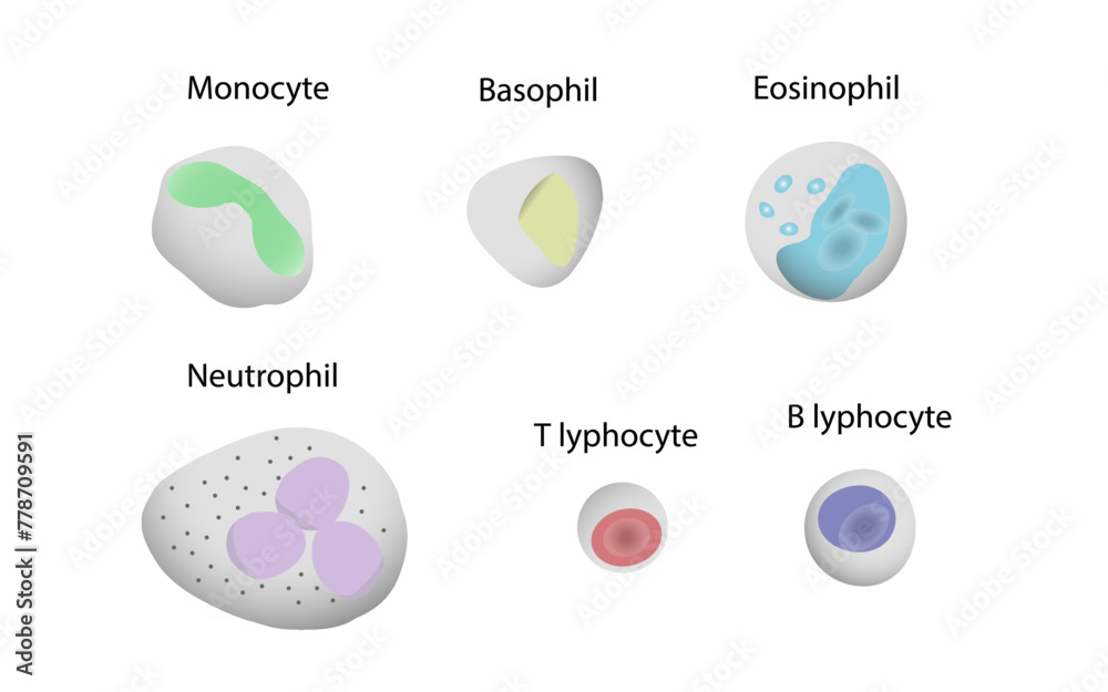 White Blood Cell Label White Blood Cells Labeled Diagram Stock Vector ...