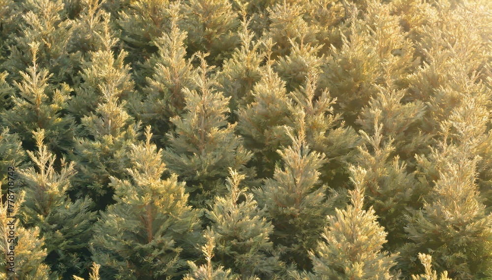 conifer bushes isolated transparent hedge fir pine spruce evergreen ...
