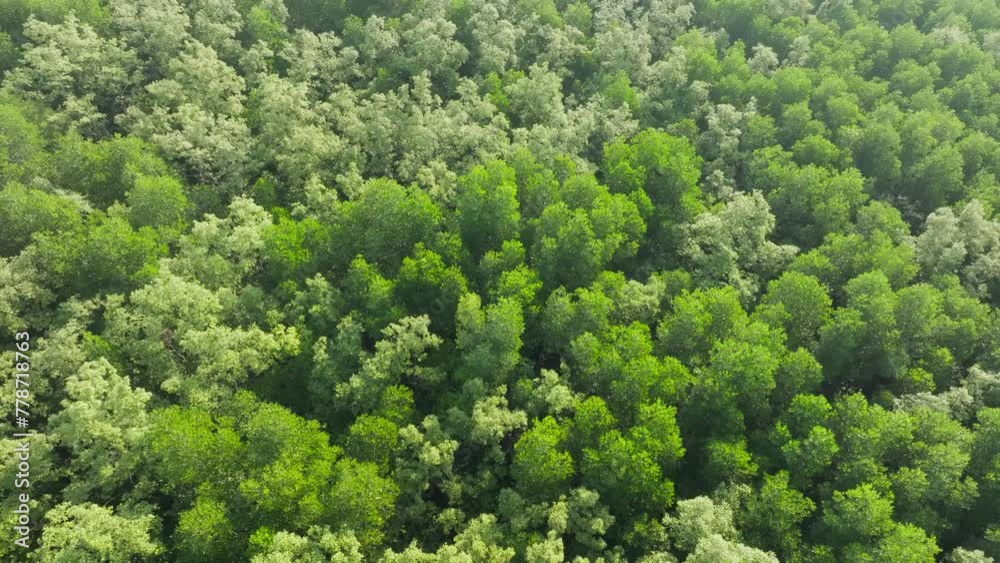 Aerial view of a dense, lush green forest canopy with diverse tree ...