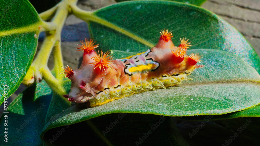 LIMACODIDAE . Slug Moths Caterpillars . Cup Moths Caterpillars. Sydney ...