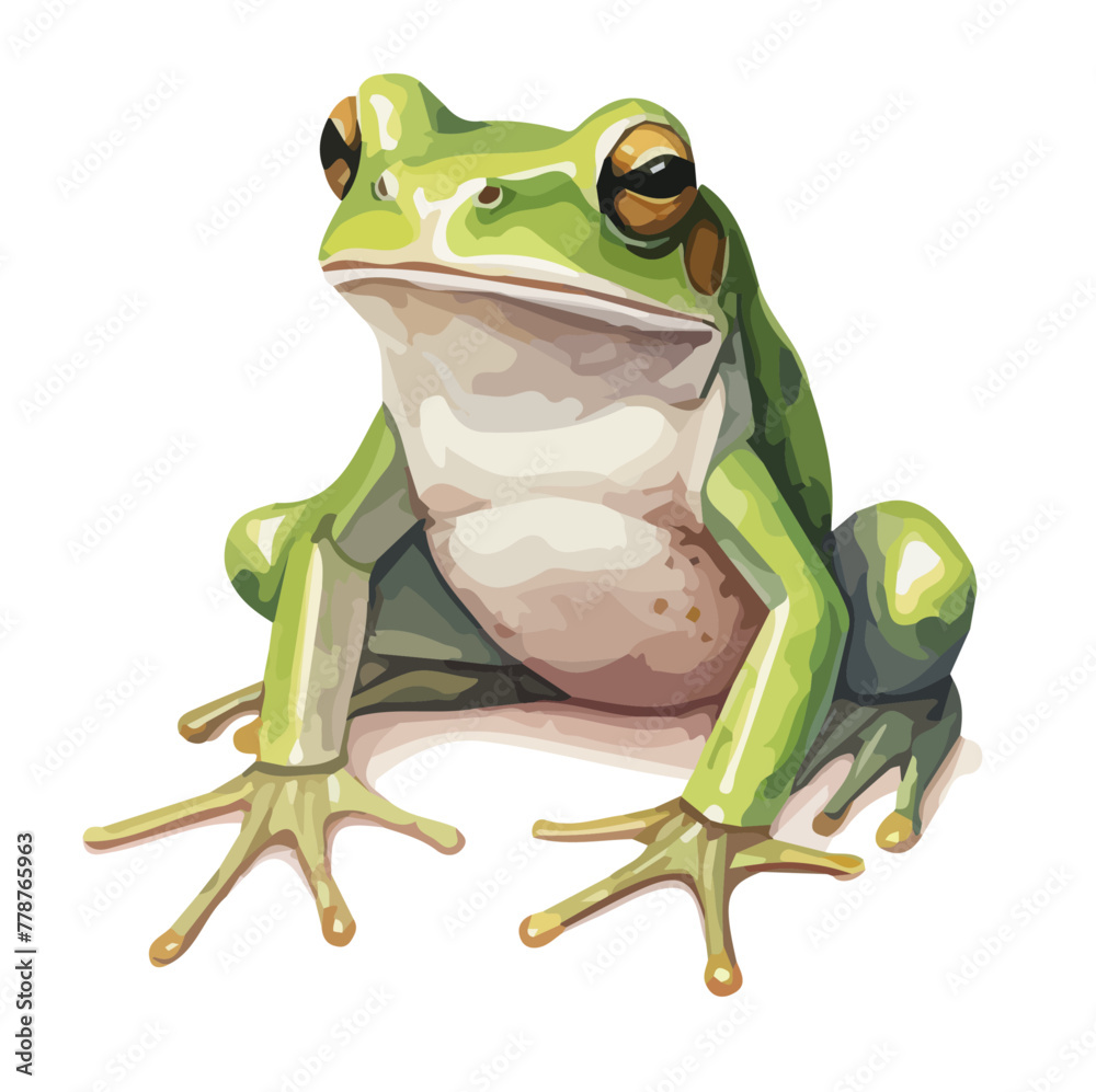 Watercolor drawing vector of a Frog, isolated on a white background ...