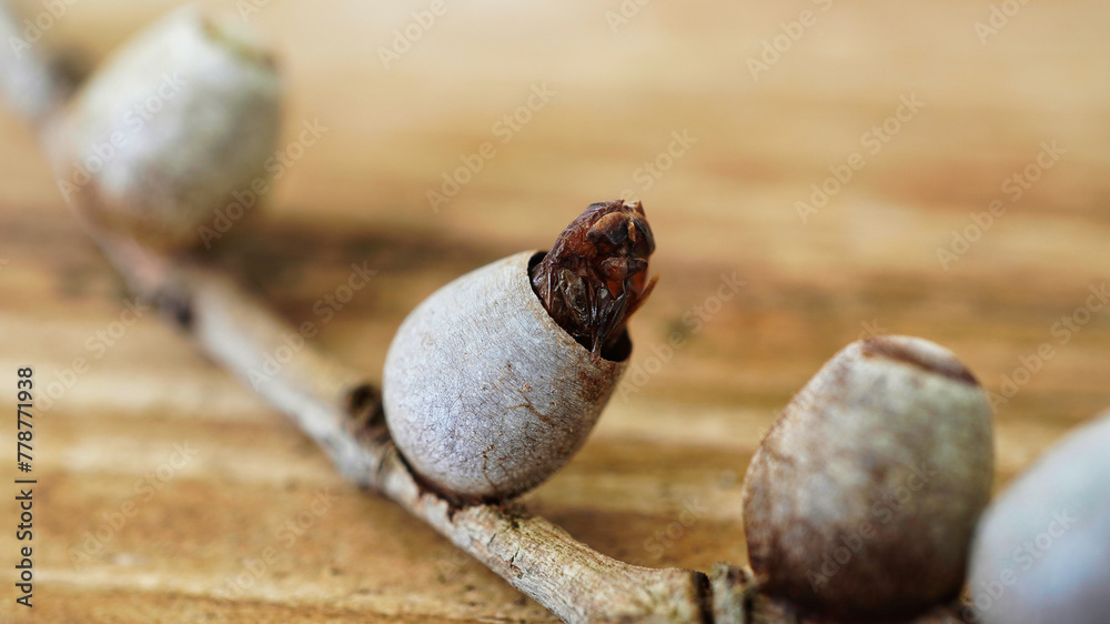 LIMACODIDAE . Slug Moths Caterpillars . Cup Moths Caterpillars. Sydney ...