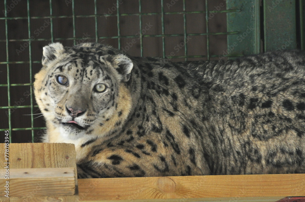 Animals are a traditionally (since the time of Aristotle) distinguished ...