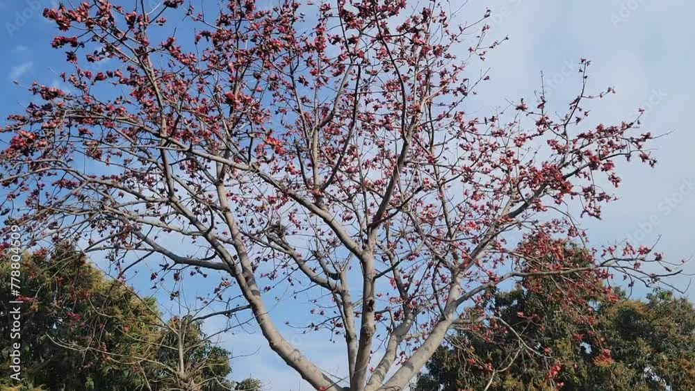 Bombax Ceiba Plant. Beautiful red gorgeous flowers are blooming on the ...