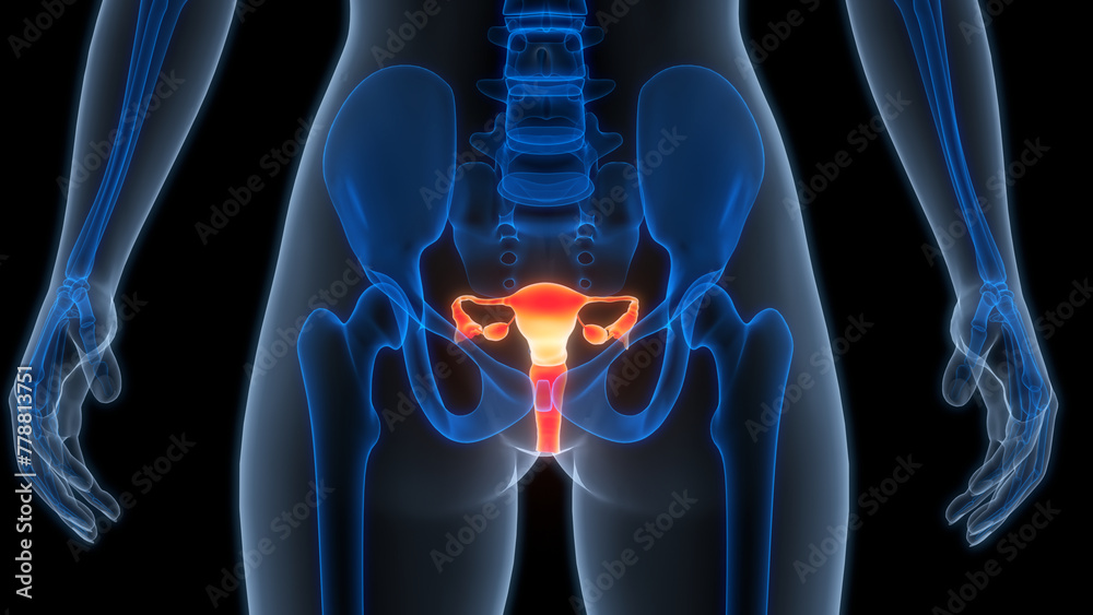 Female Reproductive System Anatomy Stock Illustration | Adobe Stock