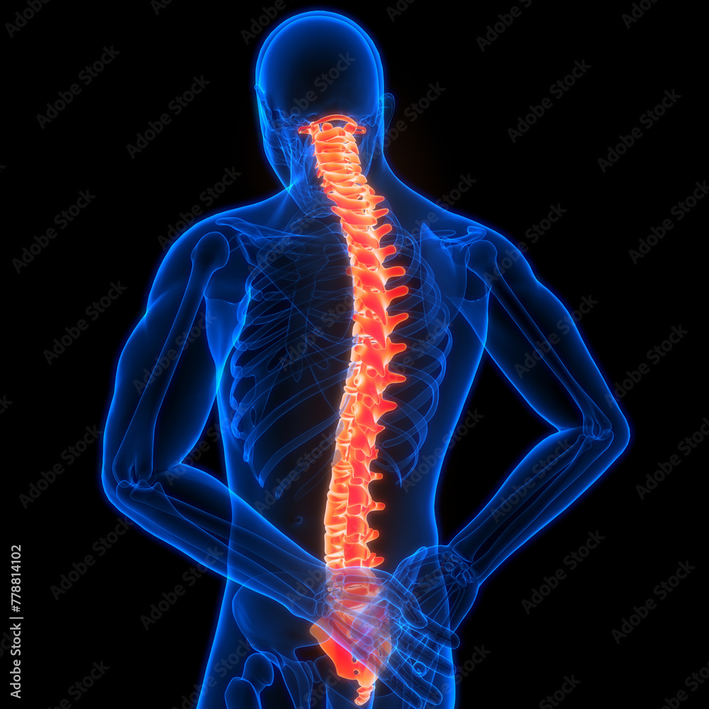 Spinal Cord Vertebral Column of Human Skeleton System Anatomy Stock ...