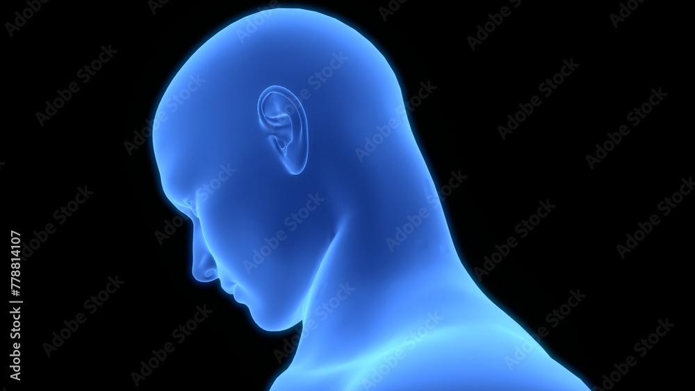 Human Body Neck Anatomy Stock Illustration | Adobe Stock